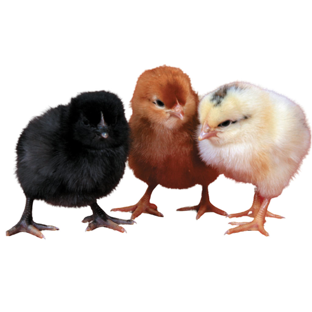 FREY'S DAY OLD - LAYER VARIETY(3 BREEDS) [PULLETS] | MB Country Living