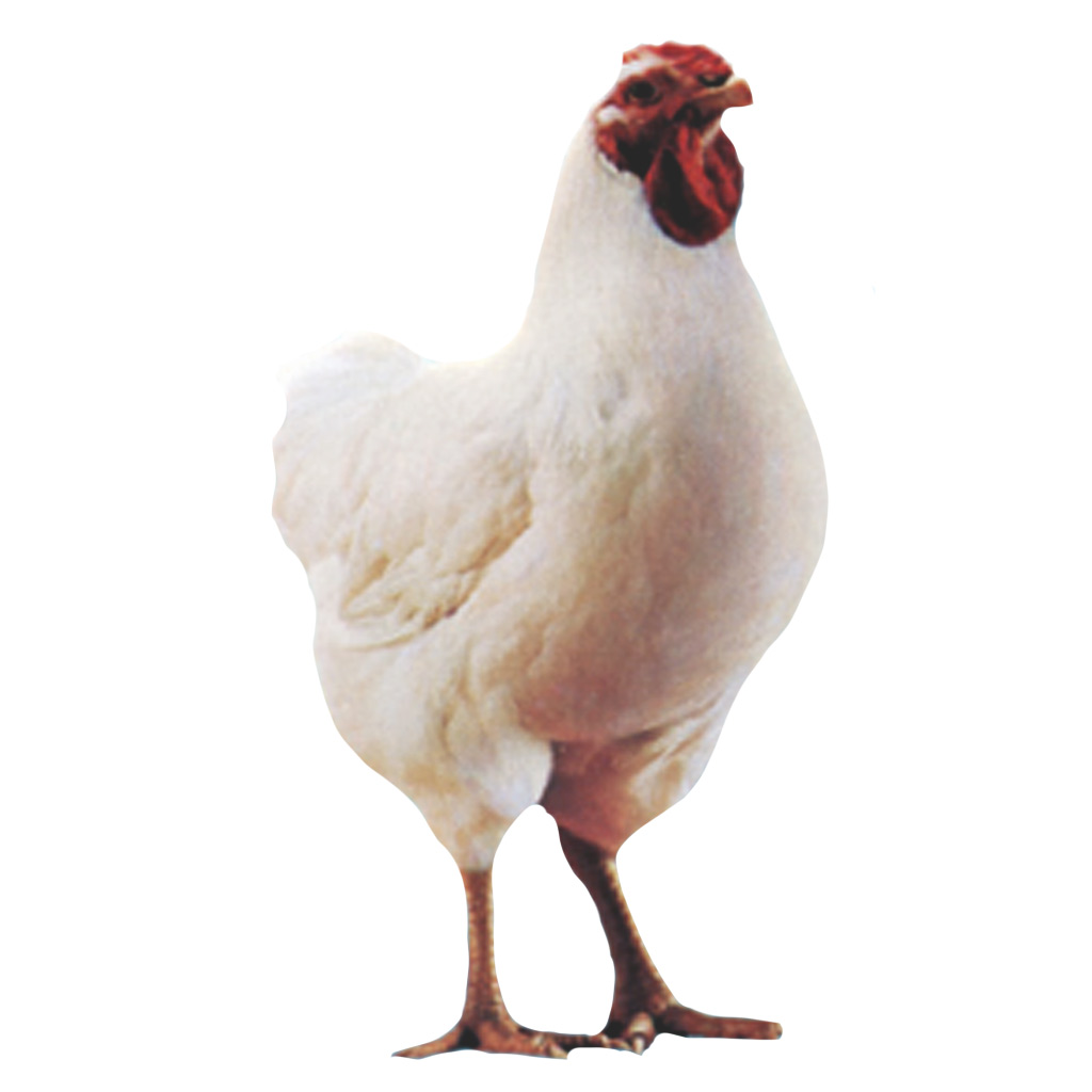 FREY'S DAY OLD - FAST GROWTH MEAT BREED WHITE ROCK X (BROILER ...