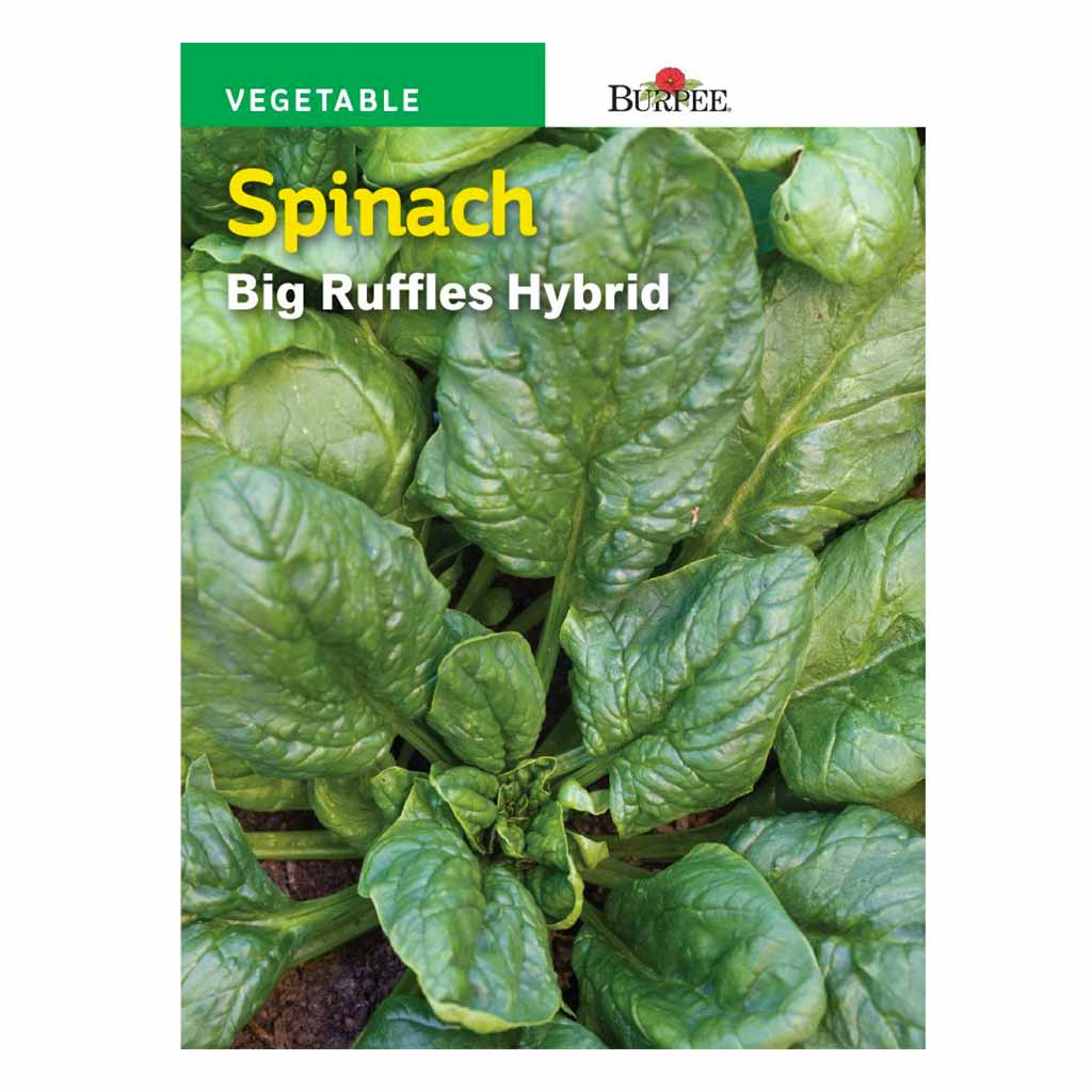 BURPEE SPINACH - BIG RUFFLES HYBRID | MB Country Living