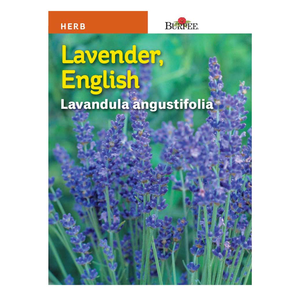 BURPEE HERB LAVENDER - ENGLISH | MB Country Living